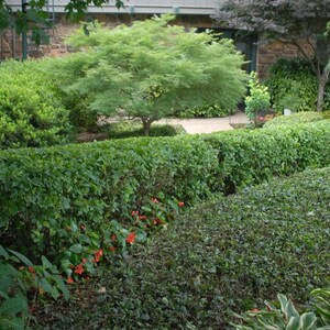 Virginia Sweetspire (itea Virginica) 3-pack of Tubelings - Etsy