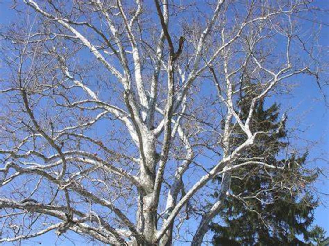 American Sycamore (platanus Occidentalis) 3 Pack "tubelings" - Etsy