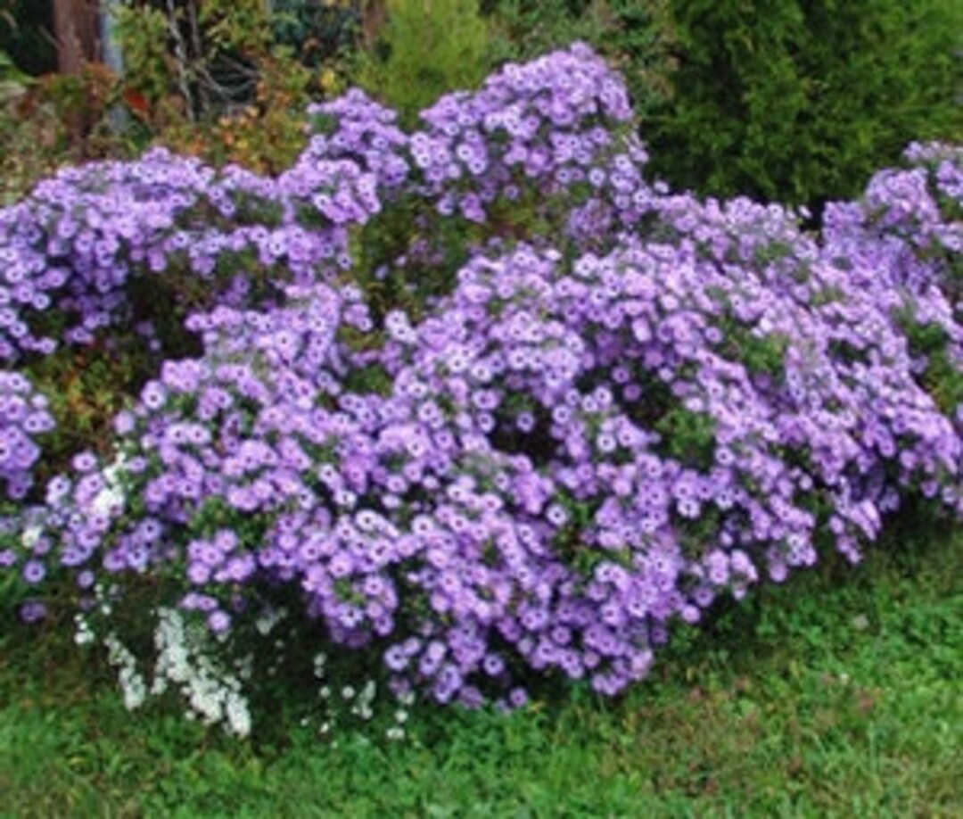 Raydon's Favorite Aromatic Aster (symphyotrichum Oblongifolium "raydon ...