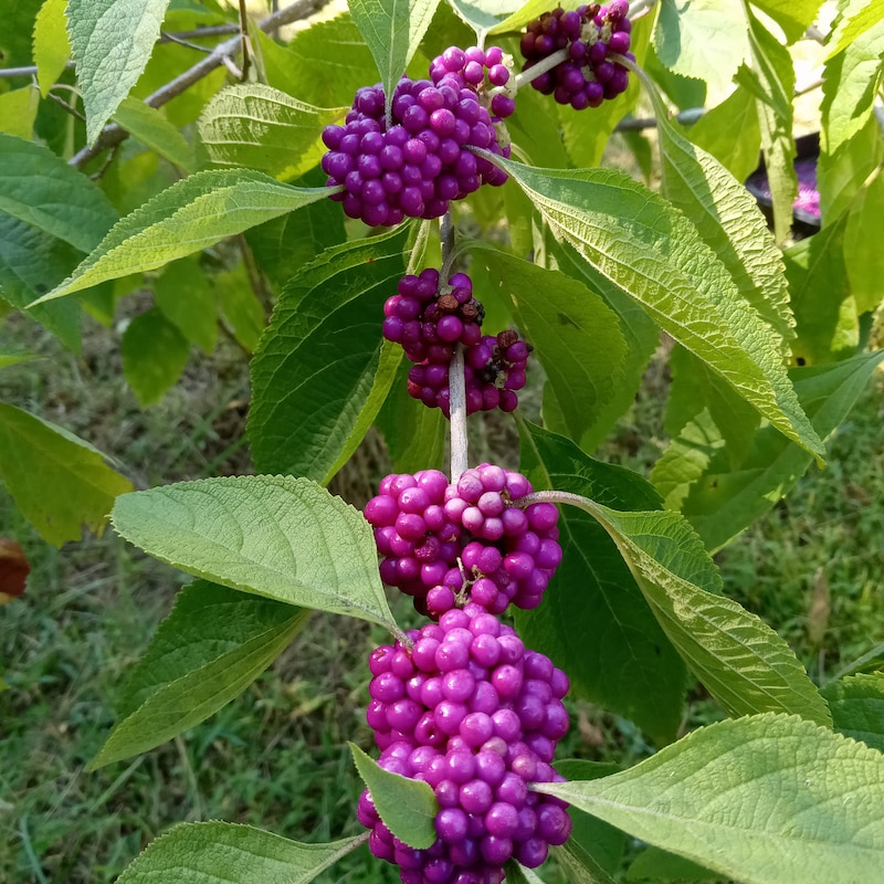 Callicarpa - Etsy