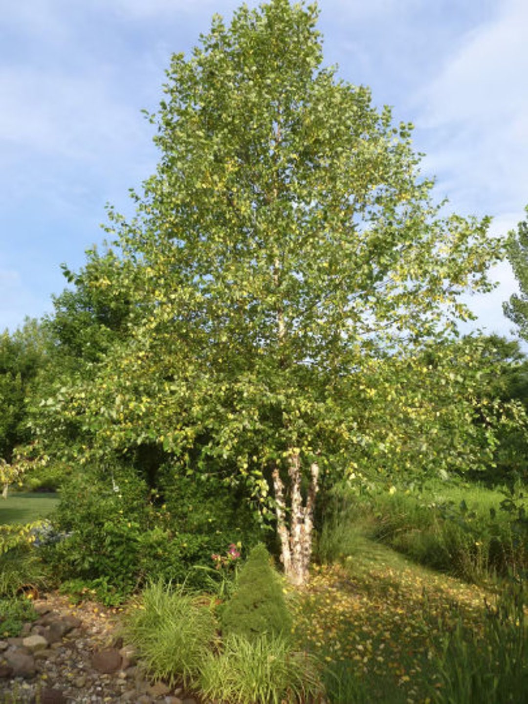 River Birch betula Nigra - Etsy