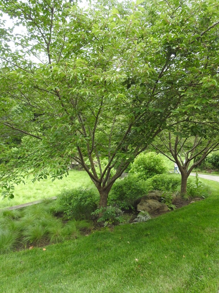 Black Cherry (prunus Serotina) - Etsy
