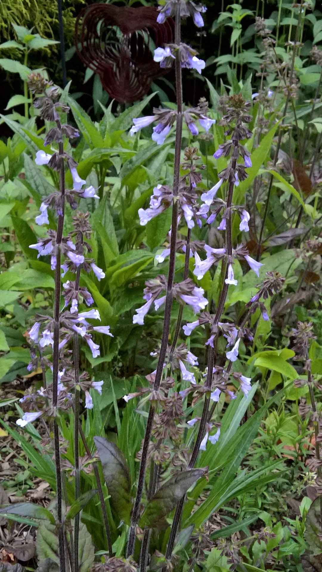 Lyre-leaf Sage (salvia Lyrata) - Etsy
