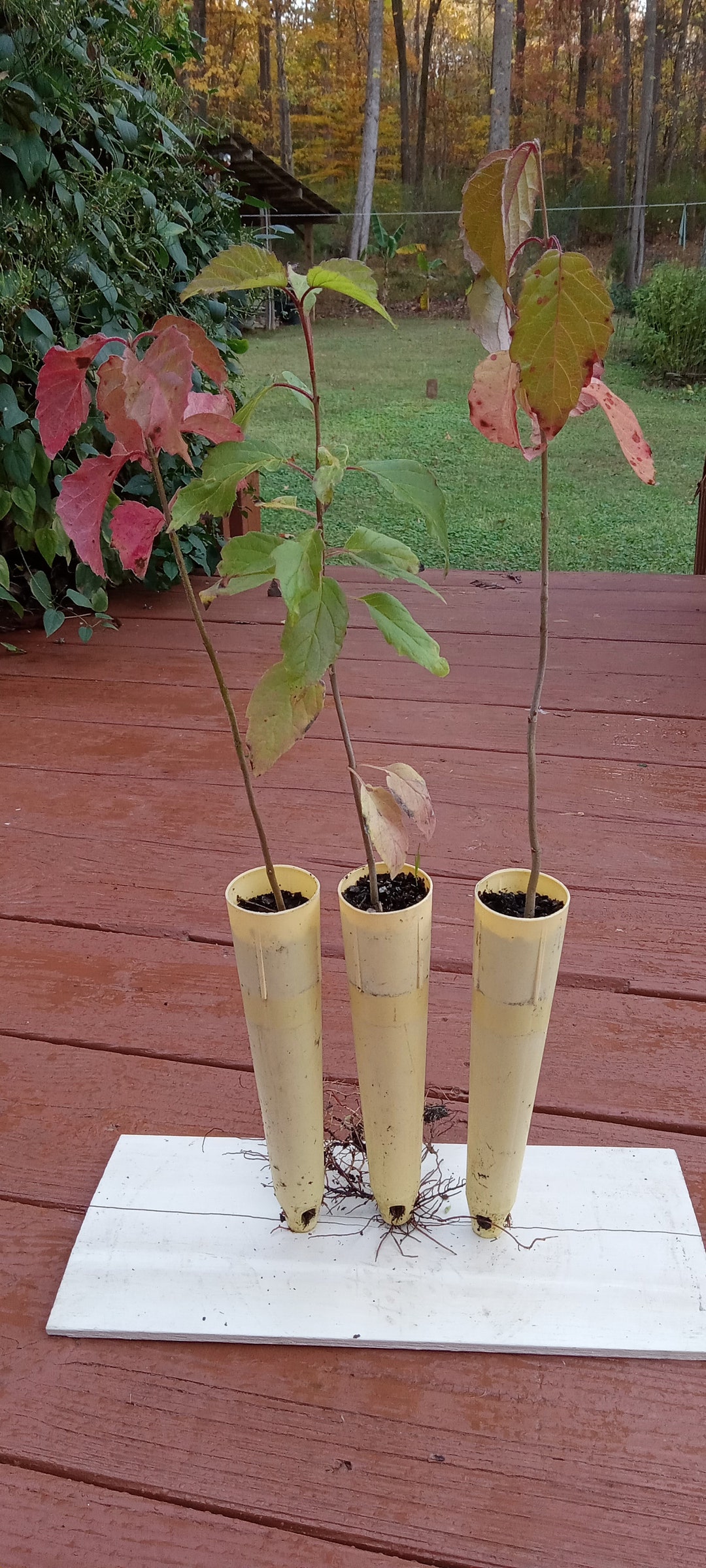 Arrow-wood Viburnum viburnum Dentatum 3-pack of Tubelings - Etsy