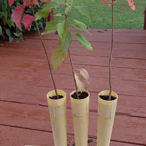 Arrow-wood Viburnum (viburnum Dentatum) 3-pack of Tubelings - Etsy