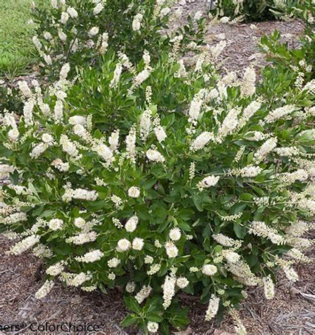 Compact Sweet Pepperbush (clethra Alnifolia "hummingbird") - Etsy