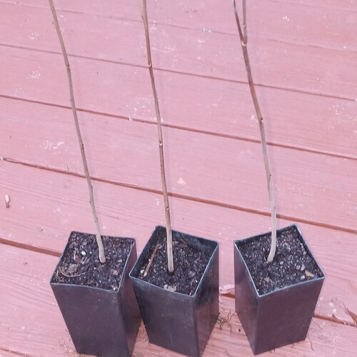 Pawpaw asimina Triloba 3 tubelings - Etsy