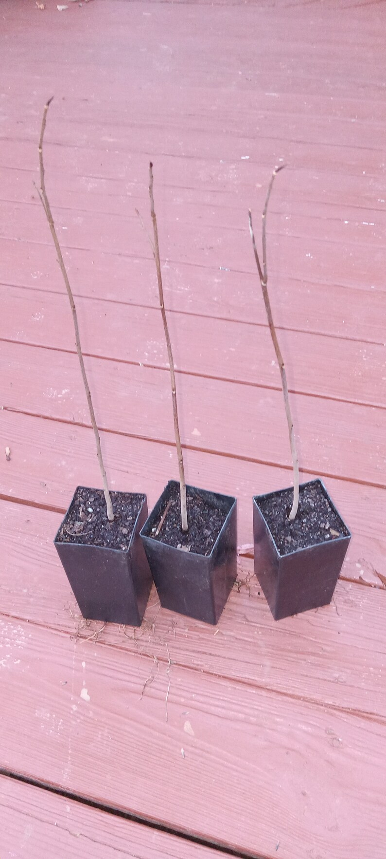 Pawpaw asimina Triloba 3 tubelings - Etsy