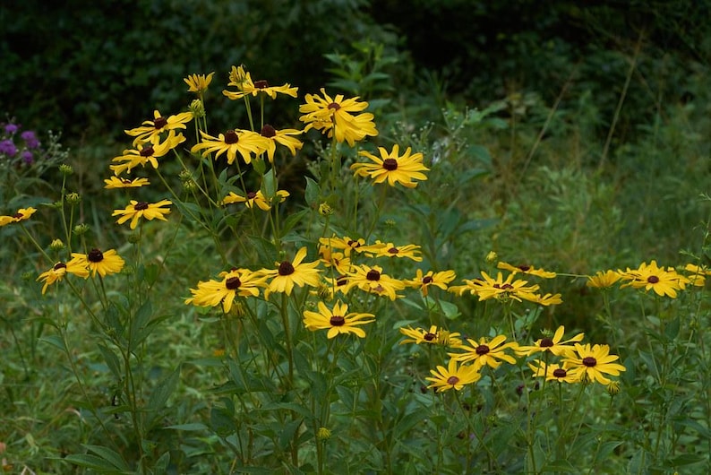 Sweet Coneflower (rudbeckia Subtomentosa) - Etsy