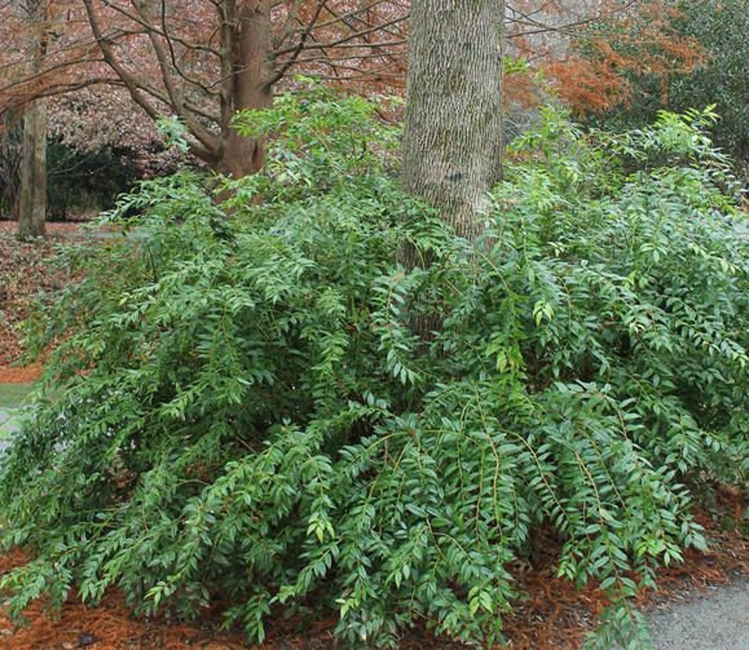 Florida Leucothoe (agarista Populifolia) - Etsy