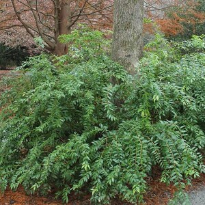 Florida Leucothoe (agarista Populifolia) - Etsy