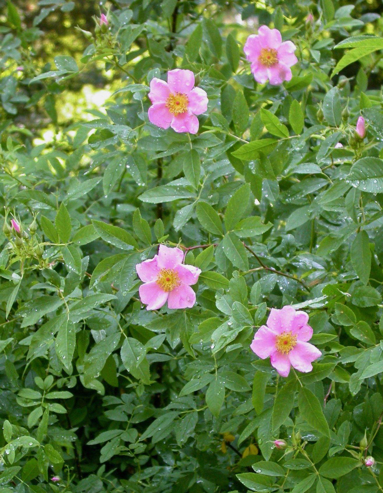 Swamp Rose (rosa Palustris) - Etsy