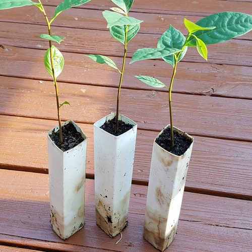 Pawpaw asimina Triloba 3 tubelings - Etsy