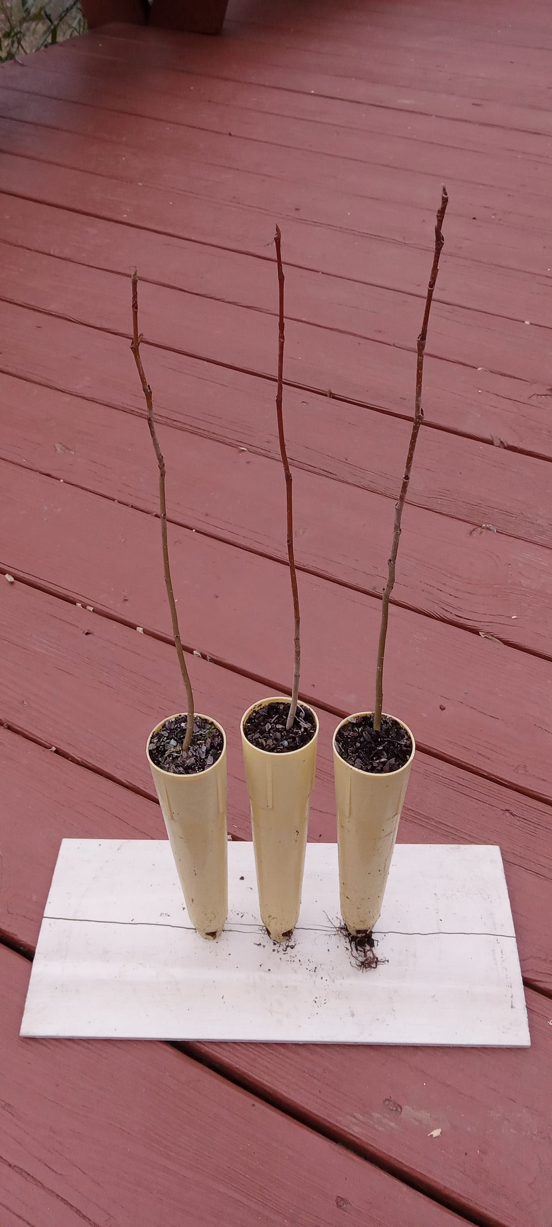 American Sycamore platanus Occidentalis 3 Pack tubelings - Etsy