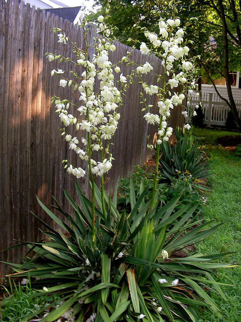 Adam's Needle Yucca (yucca Filamentosa) - Etsy