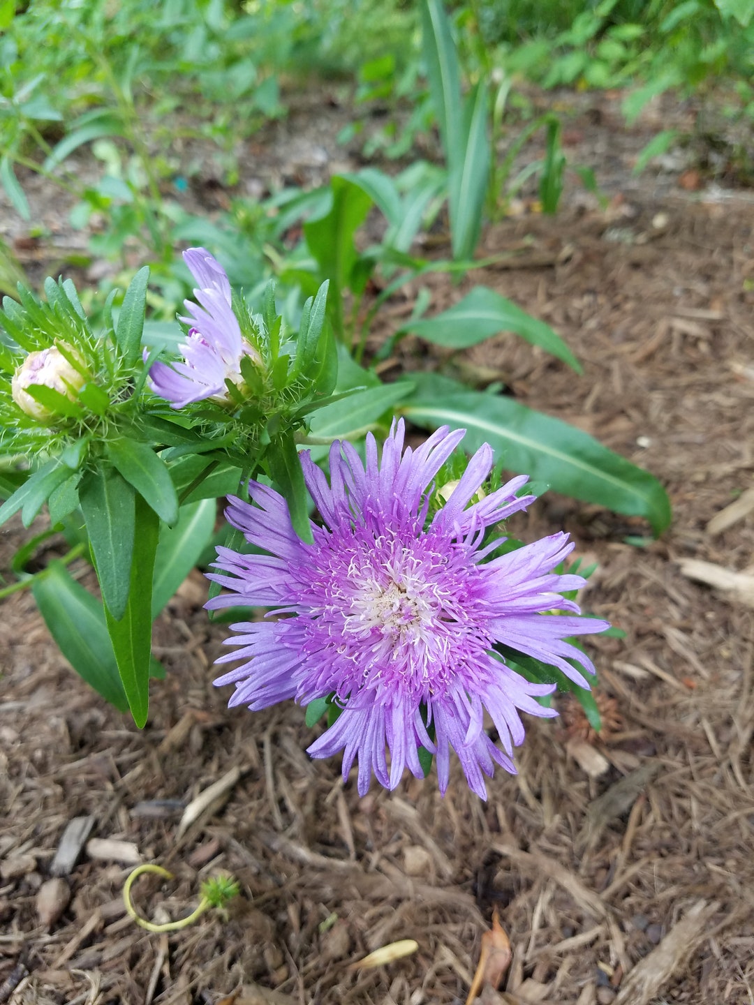 Stoke's Aster (stokesia Laevis) - Etsy