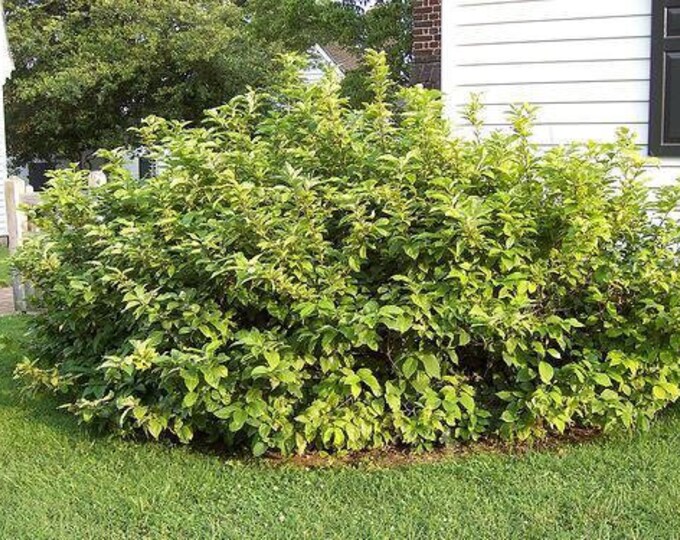 Spice Bush Quart Pot - Etsy