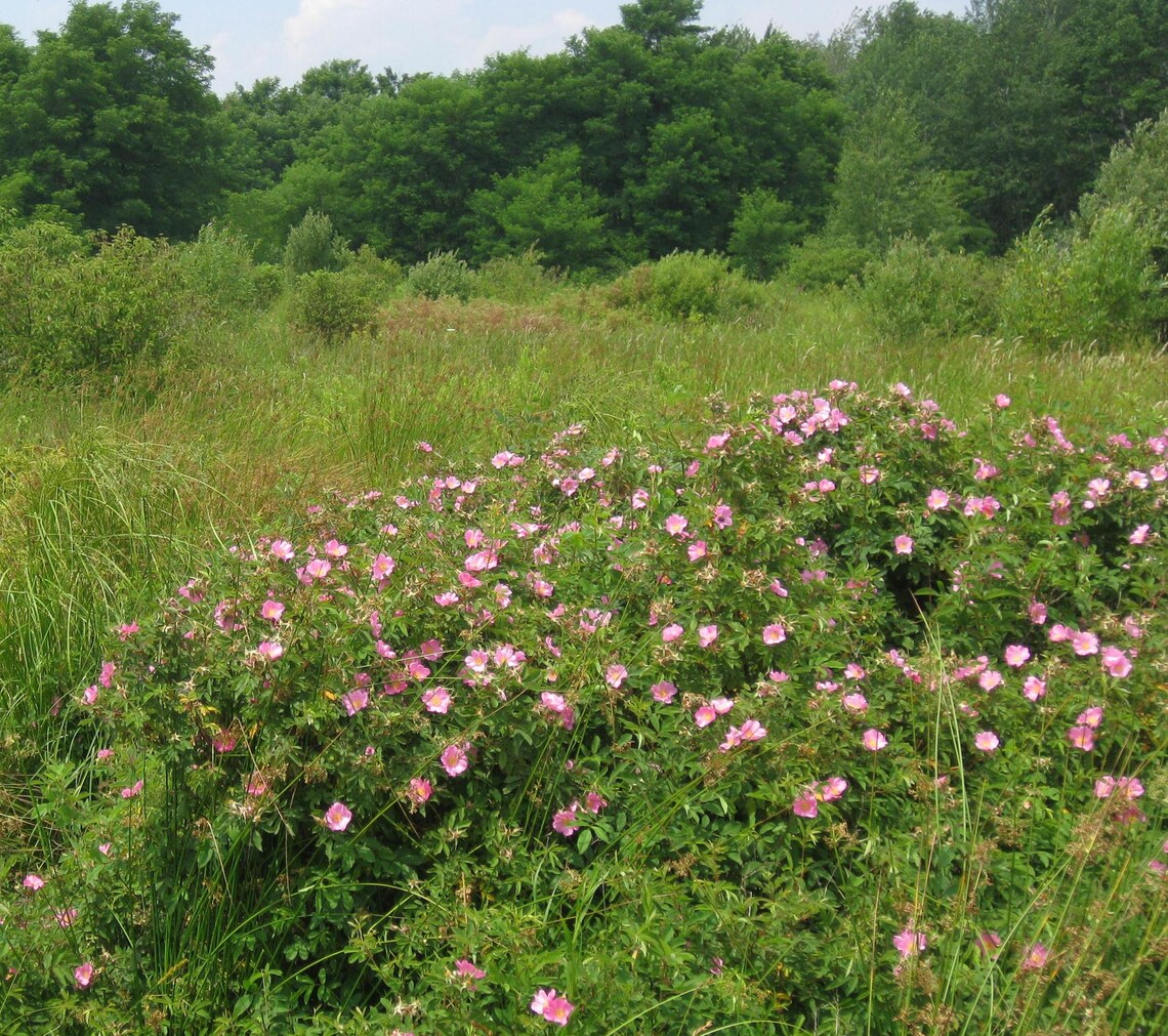 Swamp Rose rosa Palustris - Etsy