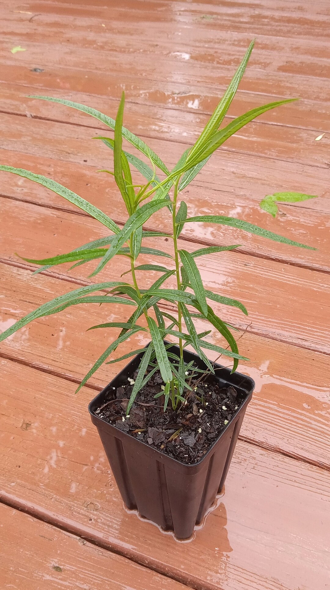 Arkansas Amsonia Bluestar Threadleaf Bluestar amsonia - Etsy