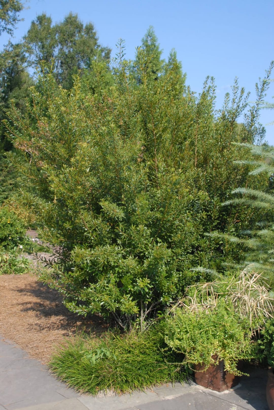 Wax Myrtle (myrica Cerifera) - Etsy