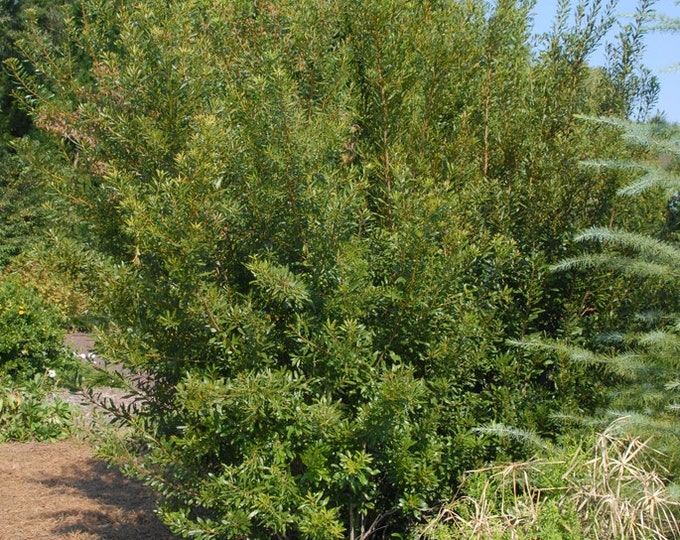 Wax Myrtle (myrica Cerifera) - Etsy
