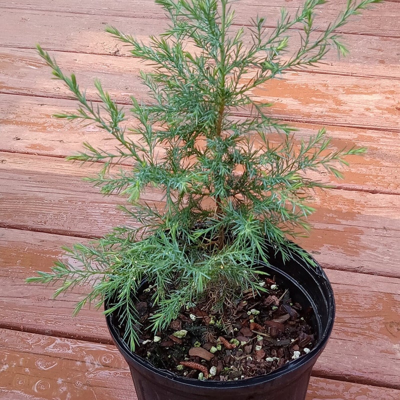 Eastern Red Cedar Tree - Etsy