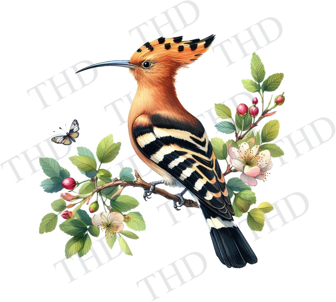 Hoopoe Israel's National Bird Print Png/clipart/design/graphic Element ...