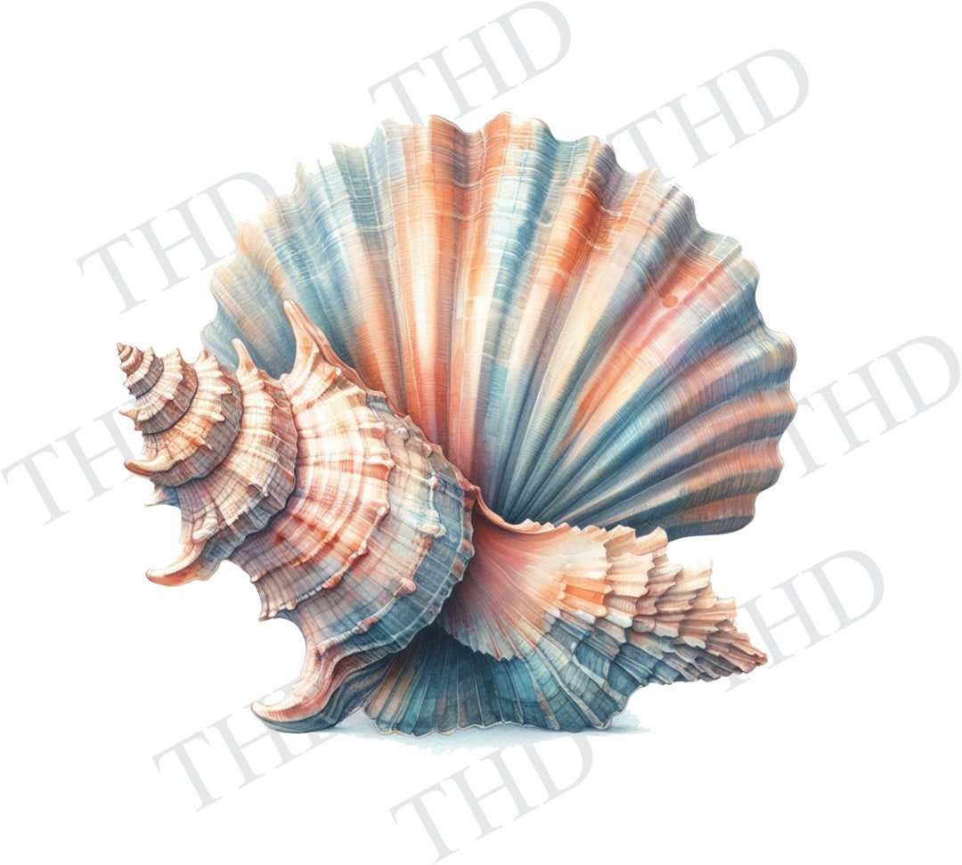 Shell Png/clipart - Etsy