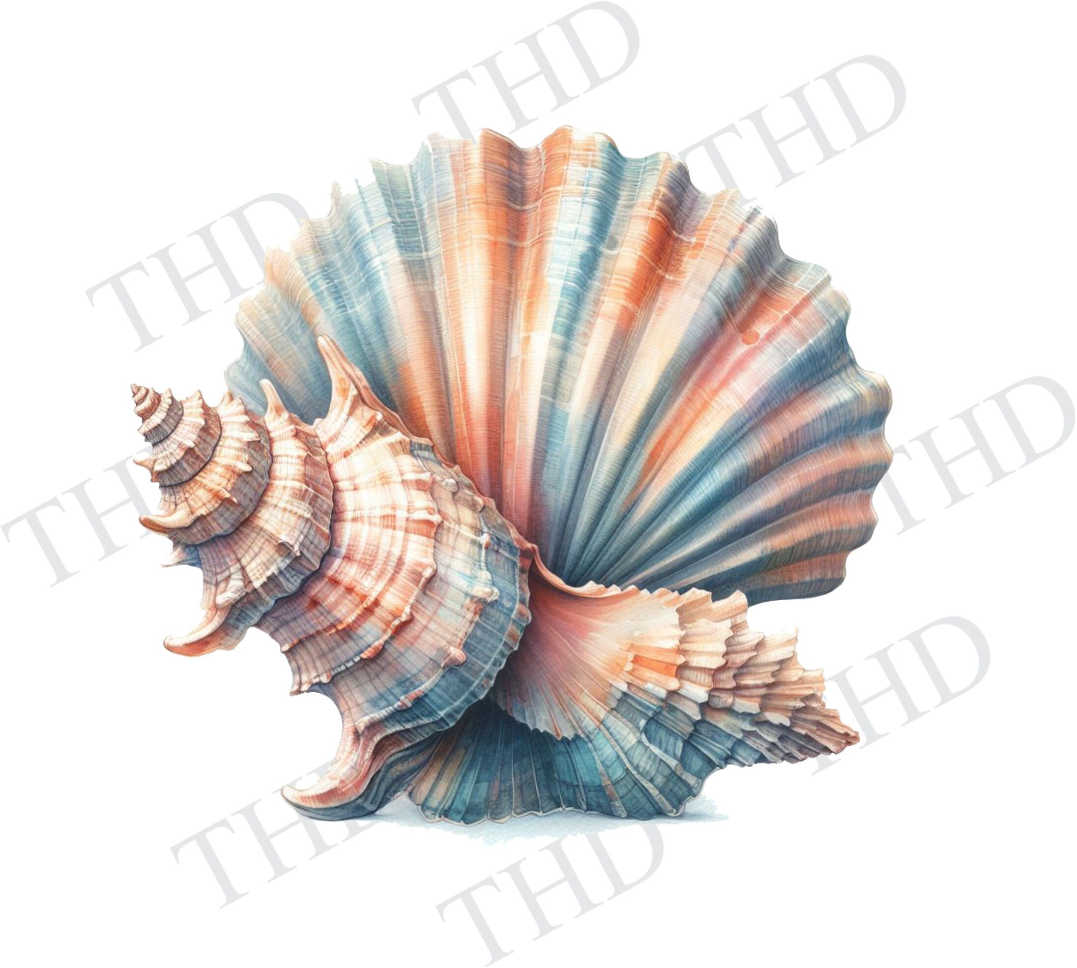 Shell Png/clipart - Etsy
