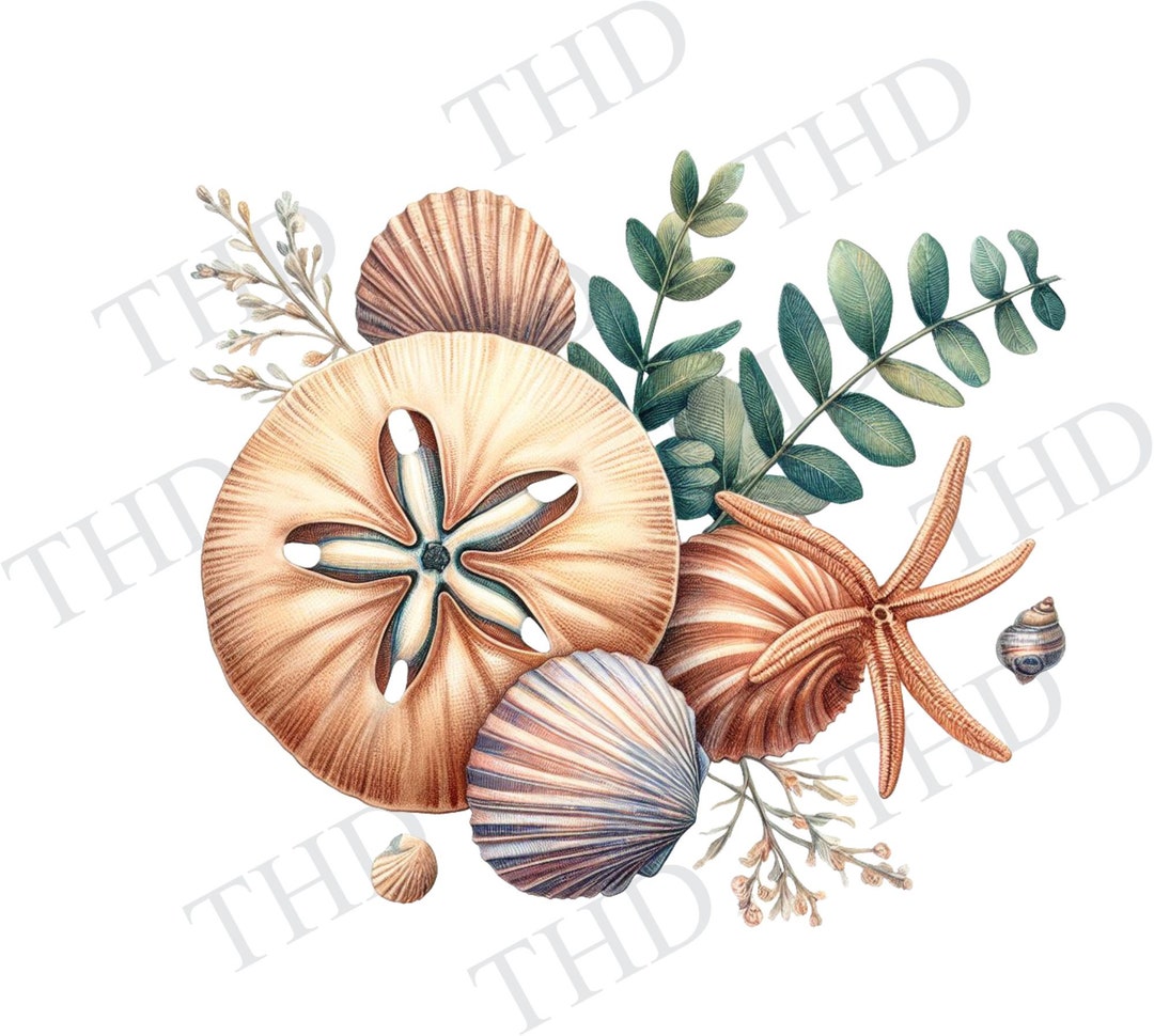 Sand Dollar and Shells Png/clipart - Etsy