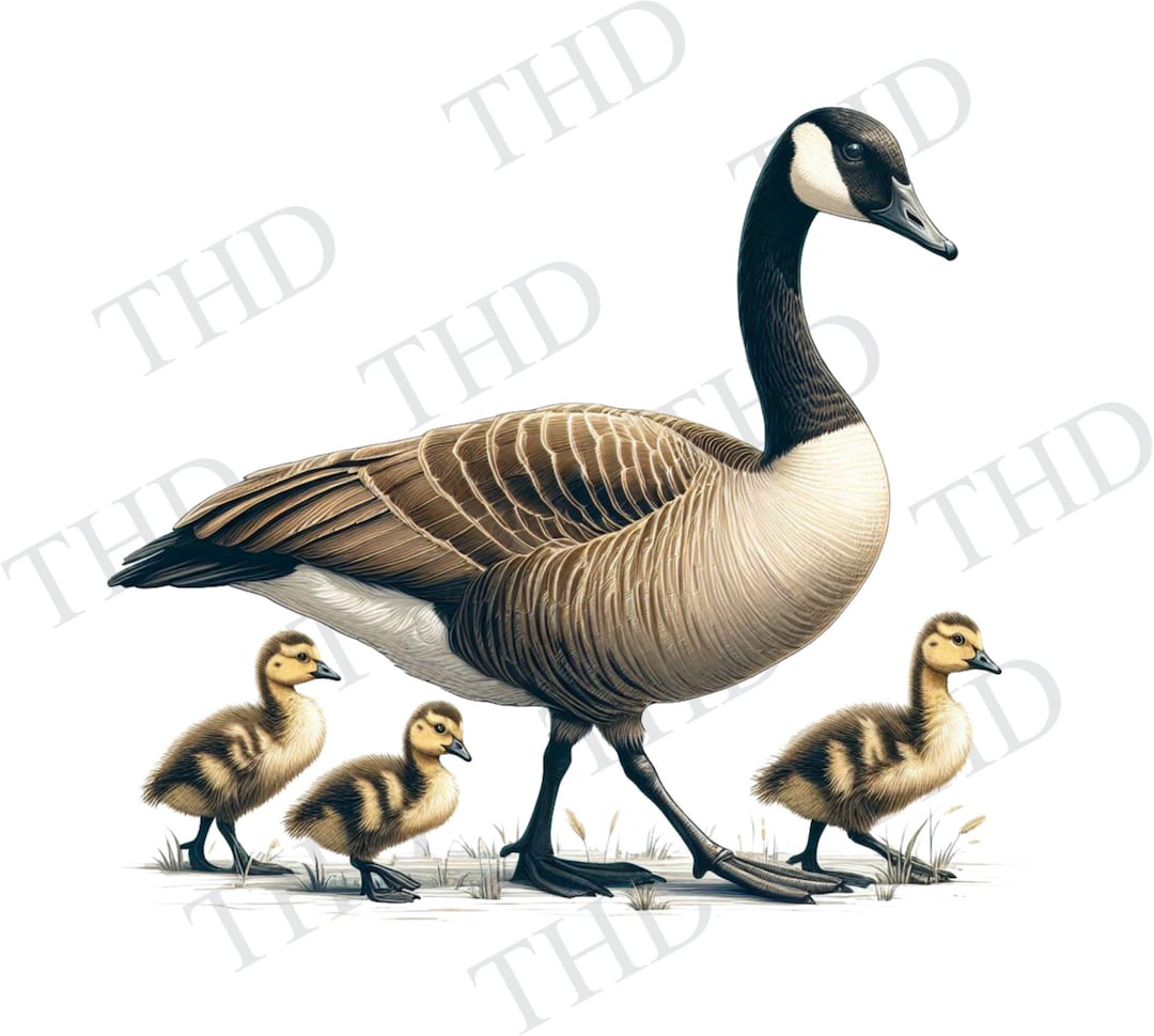 Canadian Geese Downloadable Clipart JPG/PNG for Heat Press/sublimation ...