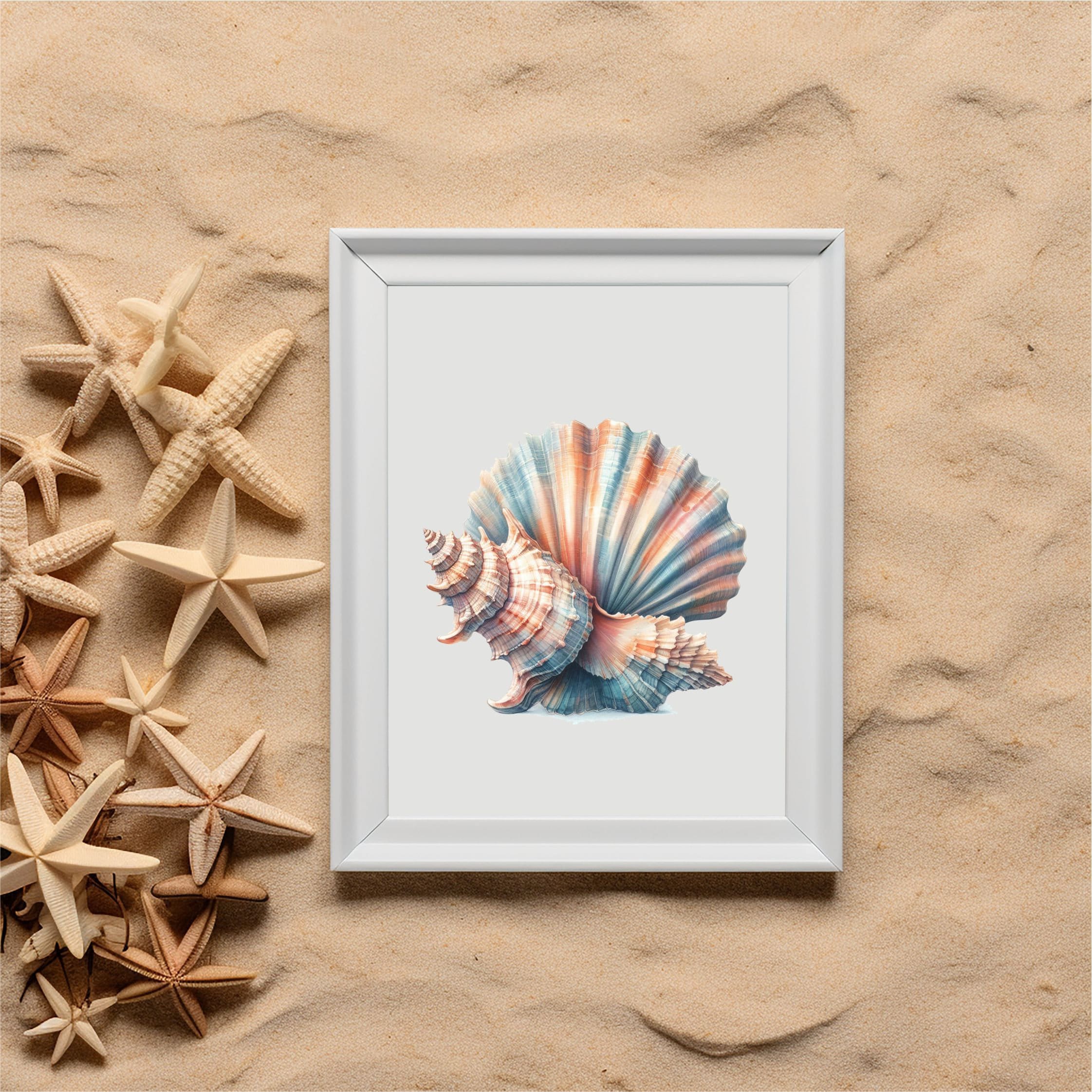 Shell Png/clipart - Etsy