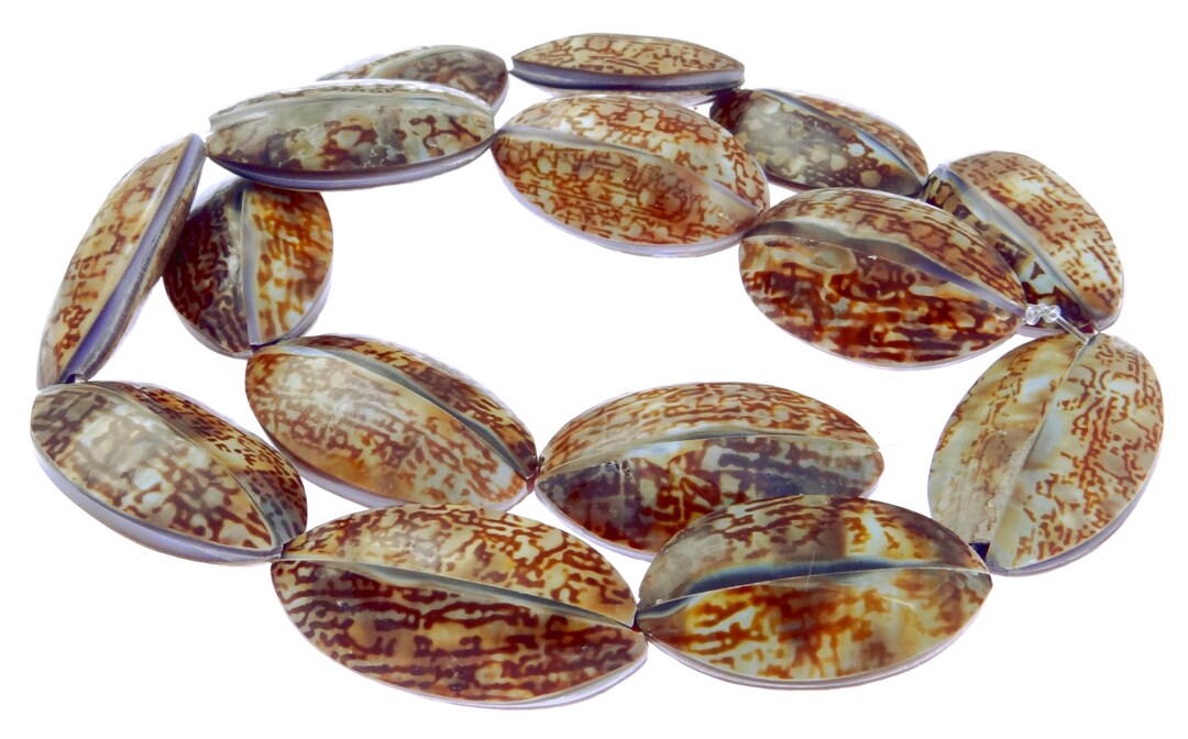 Arabian Porcelain Snail Shell Beads Four-sided Oval Approx. 13 X 27 Mm ...