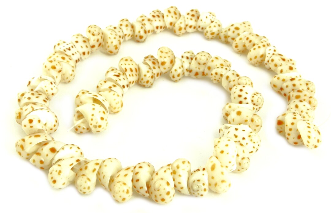 Tiger Moon Snail Beads Small Case Approx. 10-15 Mm Shell Beads - Etsy