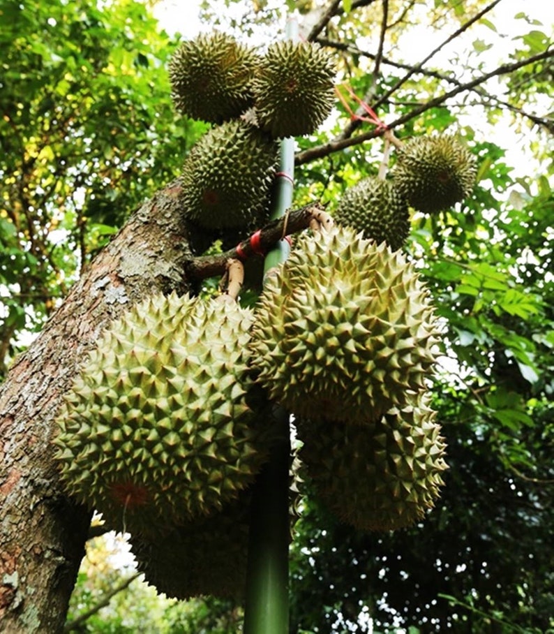Durian Durio zibethinus 5 Seeds FrutaTropical | Etsy