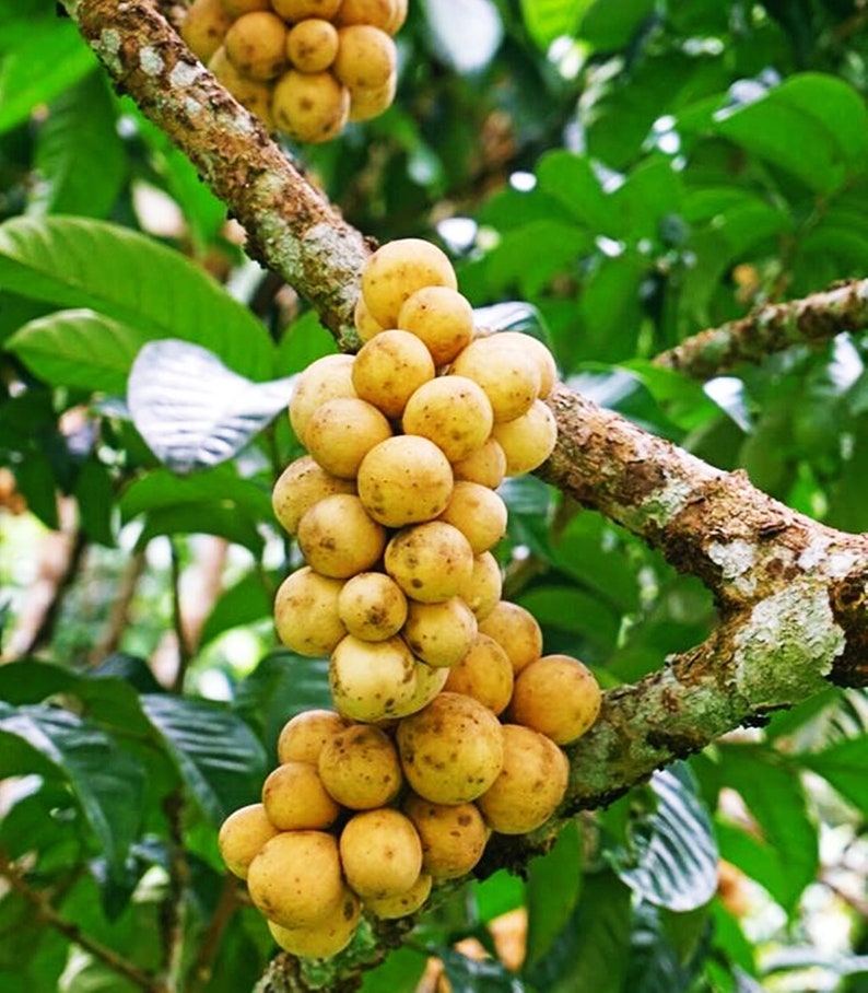 Langsat Lansium parasiticum Meliaceae 25 Seeds FrutaTropical | Etsy