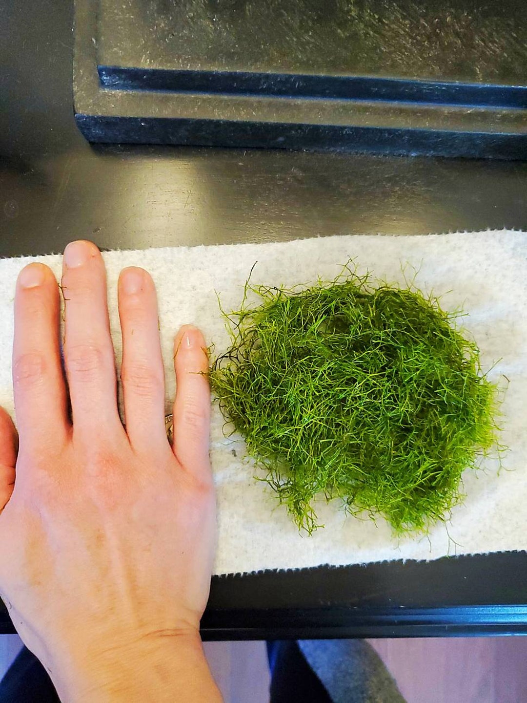 Live Crystalwort Riccia Fluitans Large Portion Aquarium Moss - Etsy