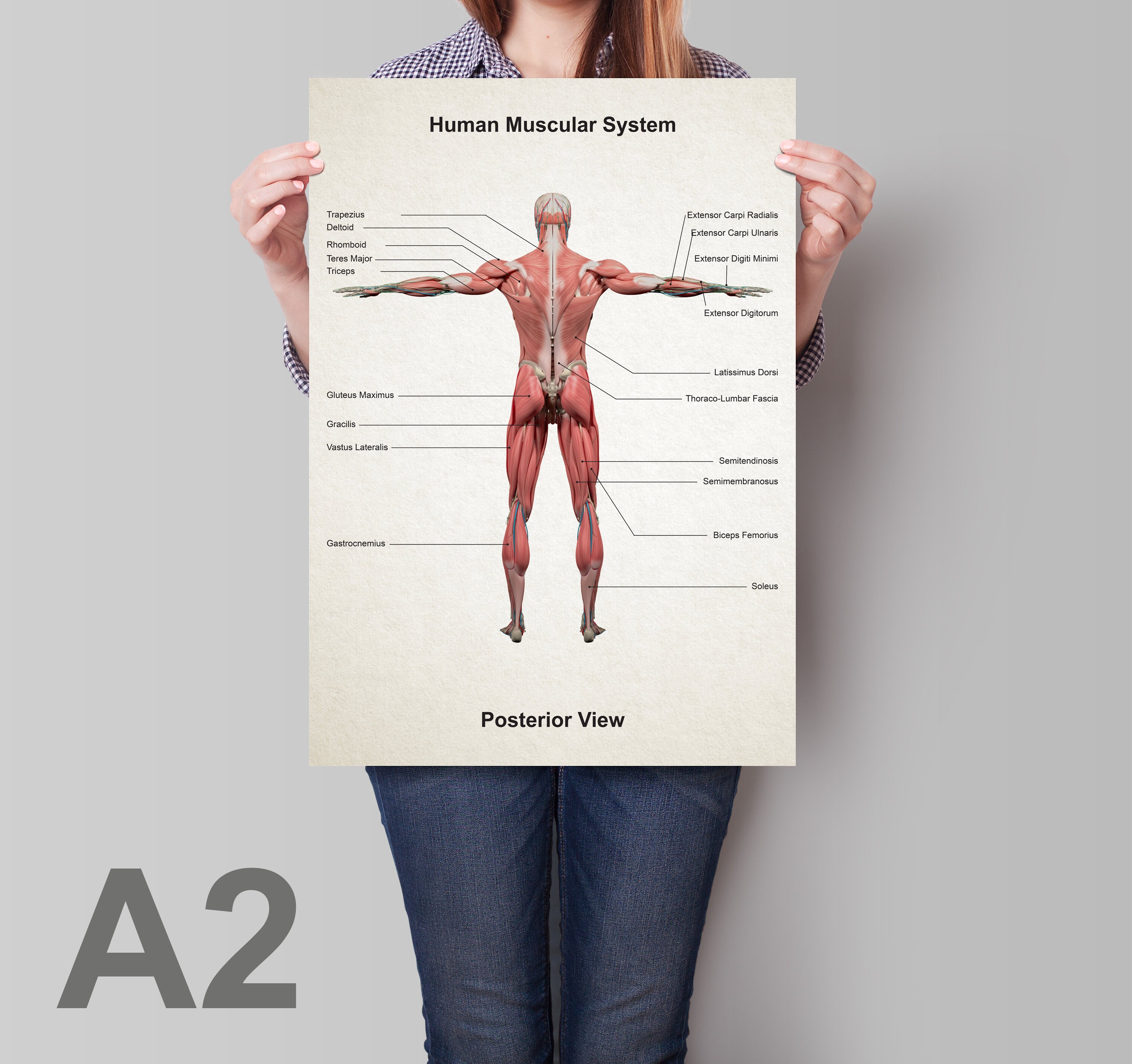 Human Muscular System posterior View - Etsy