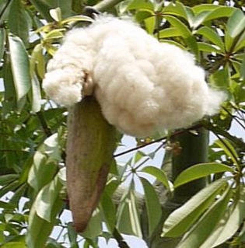 Kapok Loose Natural Filling Material Kapok Fibers for Yoga - Etsy UK