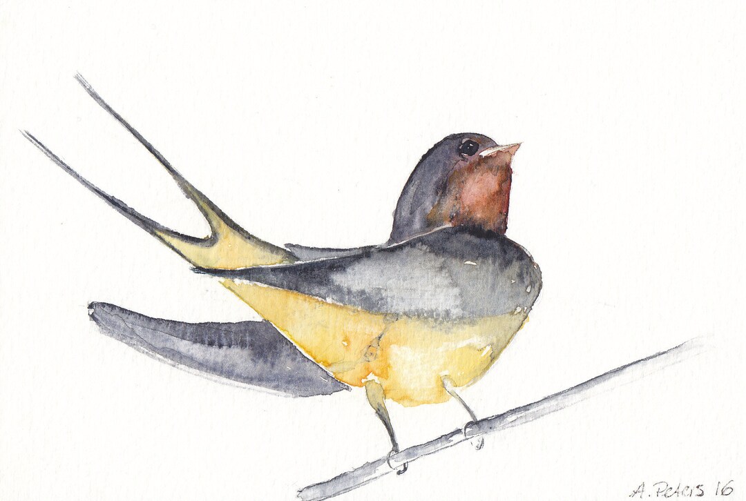 Barn Swallow in Watercolor - Etsy