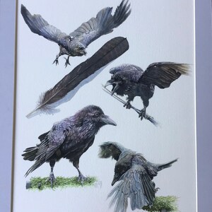 Raven Watercolour Painting ‘bran the Raven Study Sheet’ Original ...