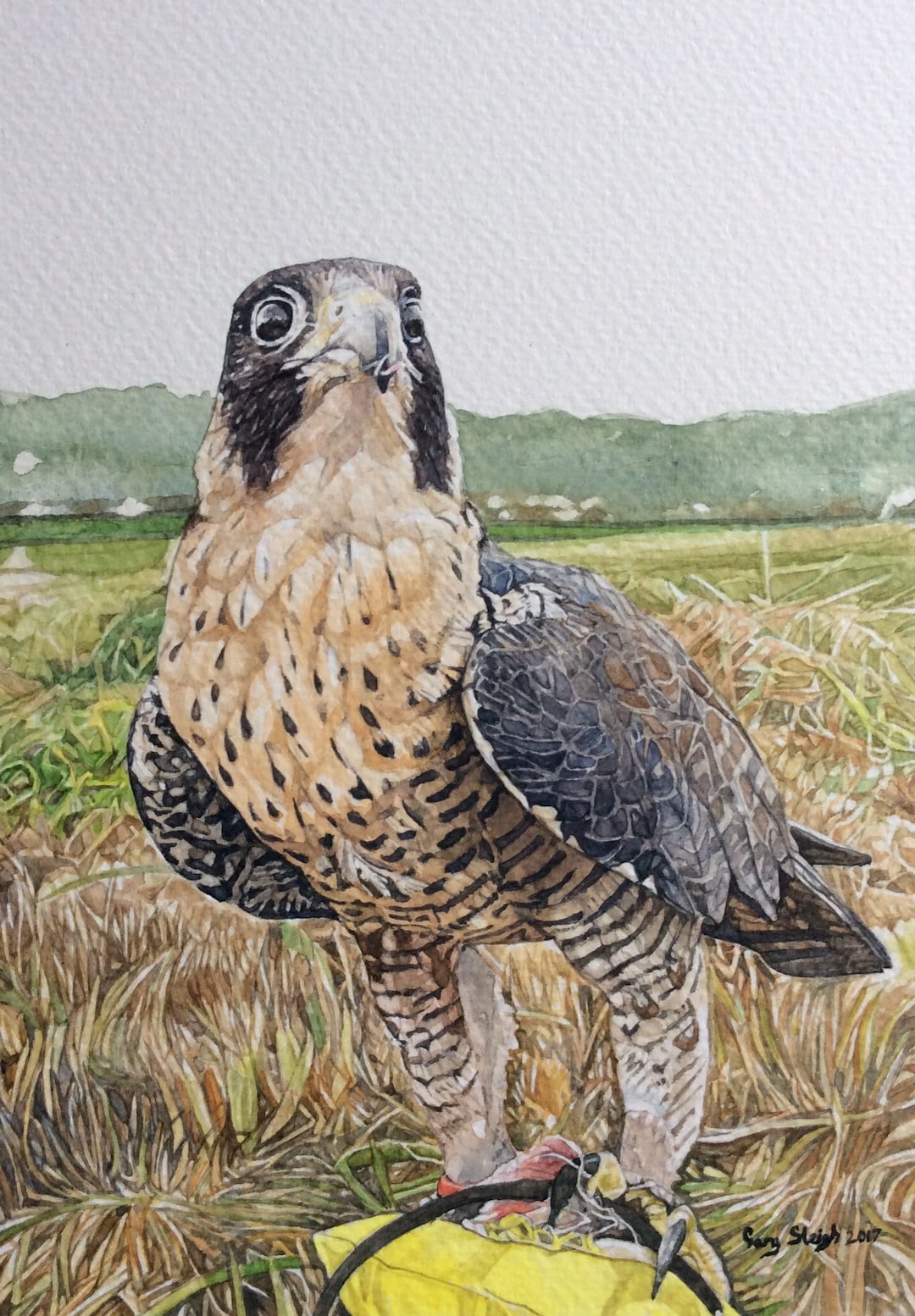 Peregrine Falcon Watercolor Painting: Original Bird Artwork - Etsy