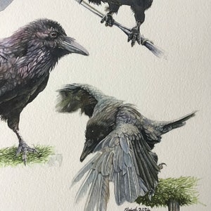 Raven Watercolour Painting ‘bran the Raven Study Sheet’ Original ...