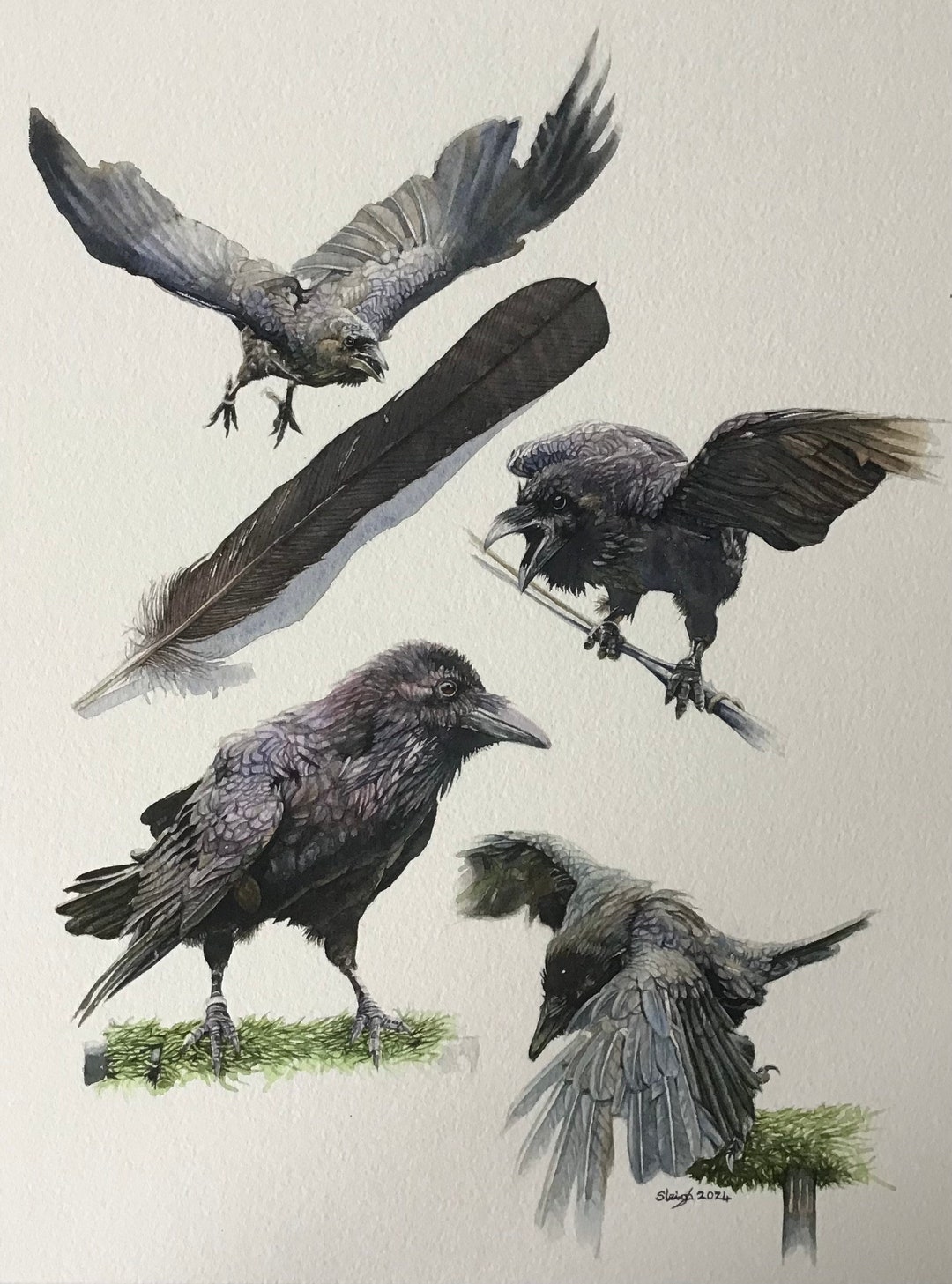 Raven Watercolour Painting ‘bran the Raven Study Sheet’ Original ...
