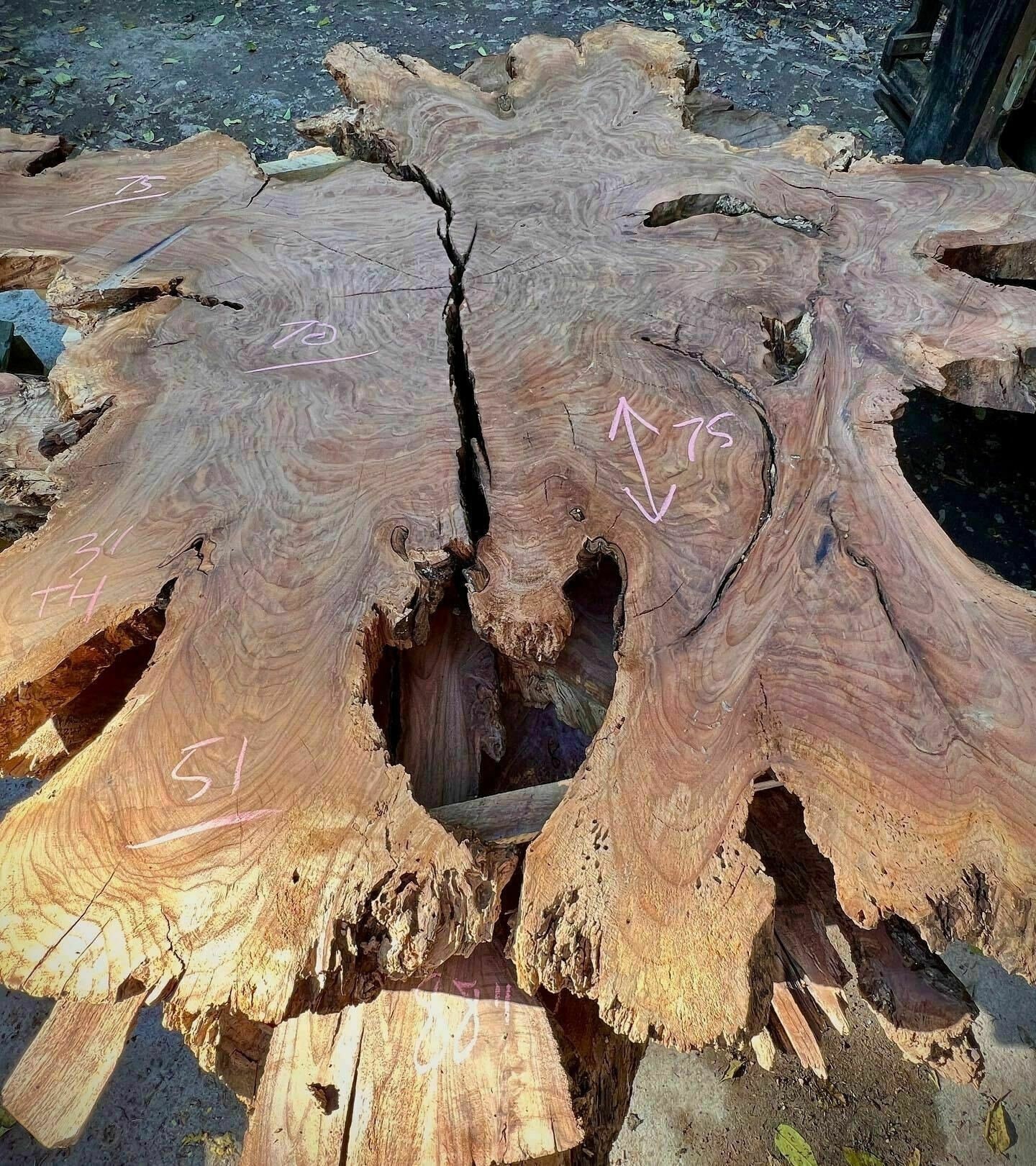Huge Black Walnut Root Round-ready to Use. Kiln Dried - Etsy