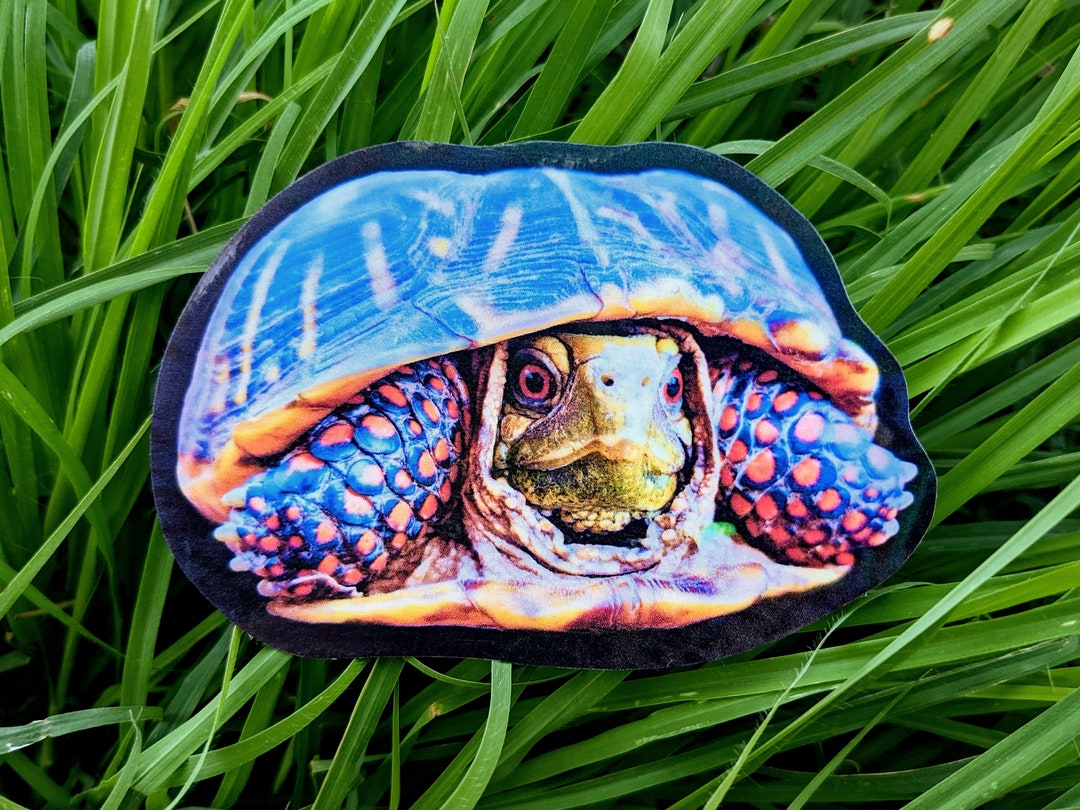 Turtle Vinyl Photo Sticker, Ornate Box Turtle, Native Texas Wildlife ...