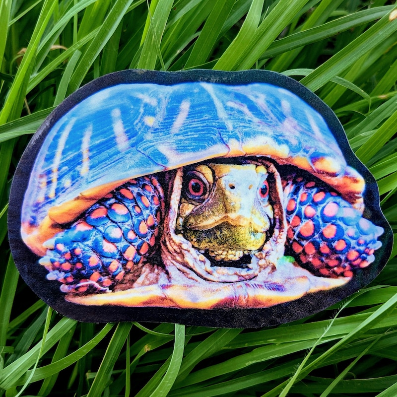 Box Turtle - Etsy