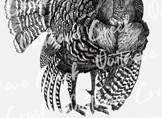 Wild Turkey Fan Drawings