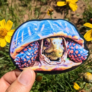 Turtle Vinyl Photo Sticker, Ornate Box Turtle, Native Texas Wildlife ...