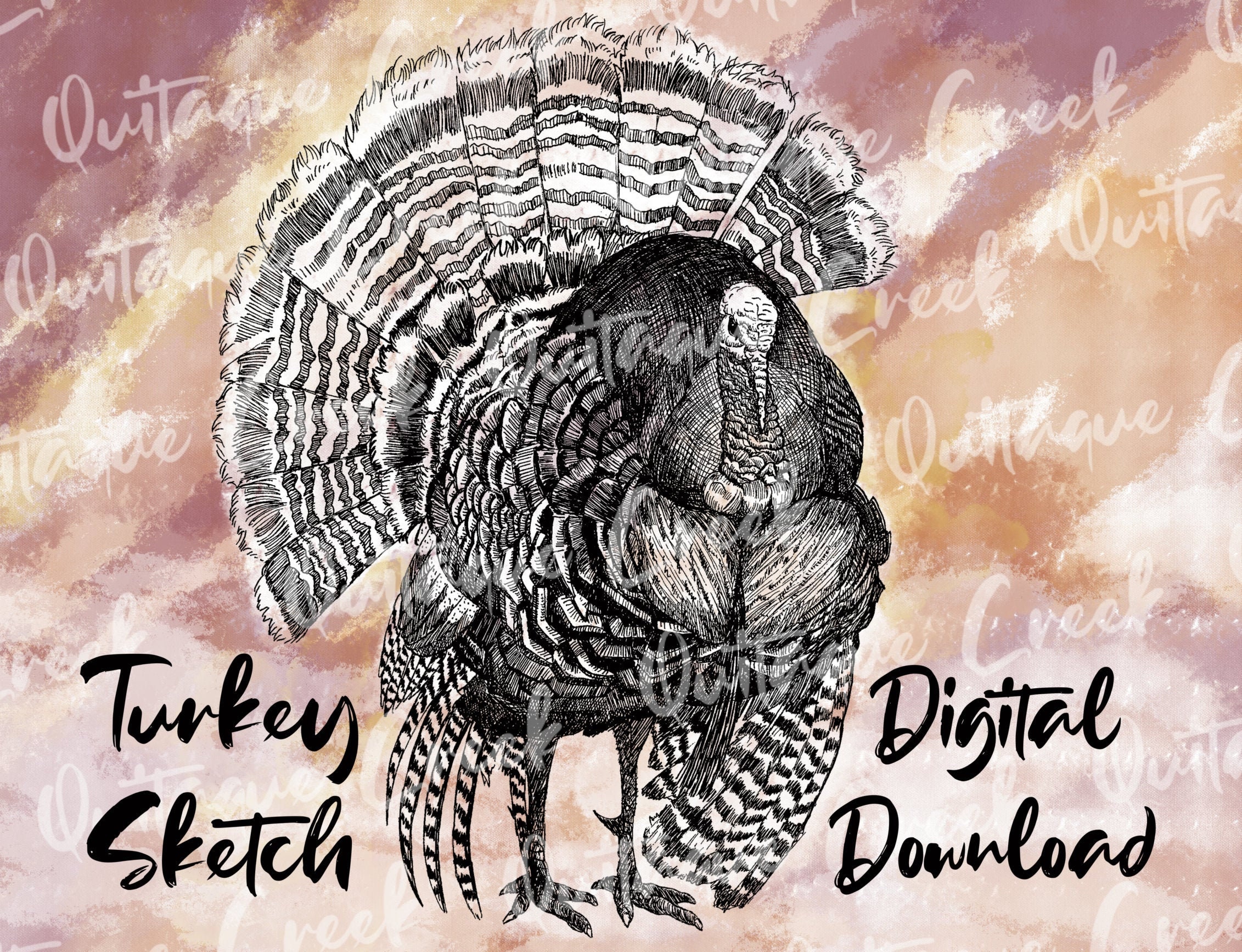 Wild Turkey Pencil Drawings
